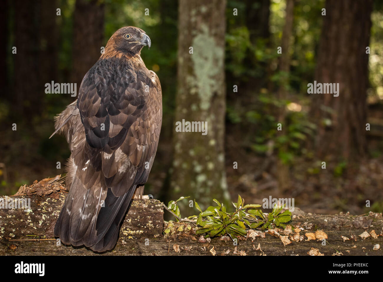 Grands rapaces Banque de photographies et d’images à haute résolution ...