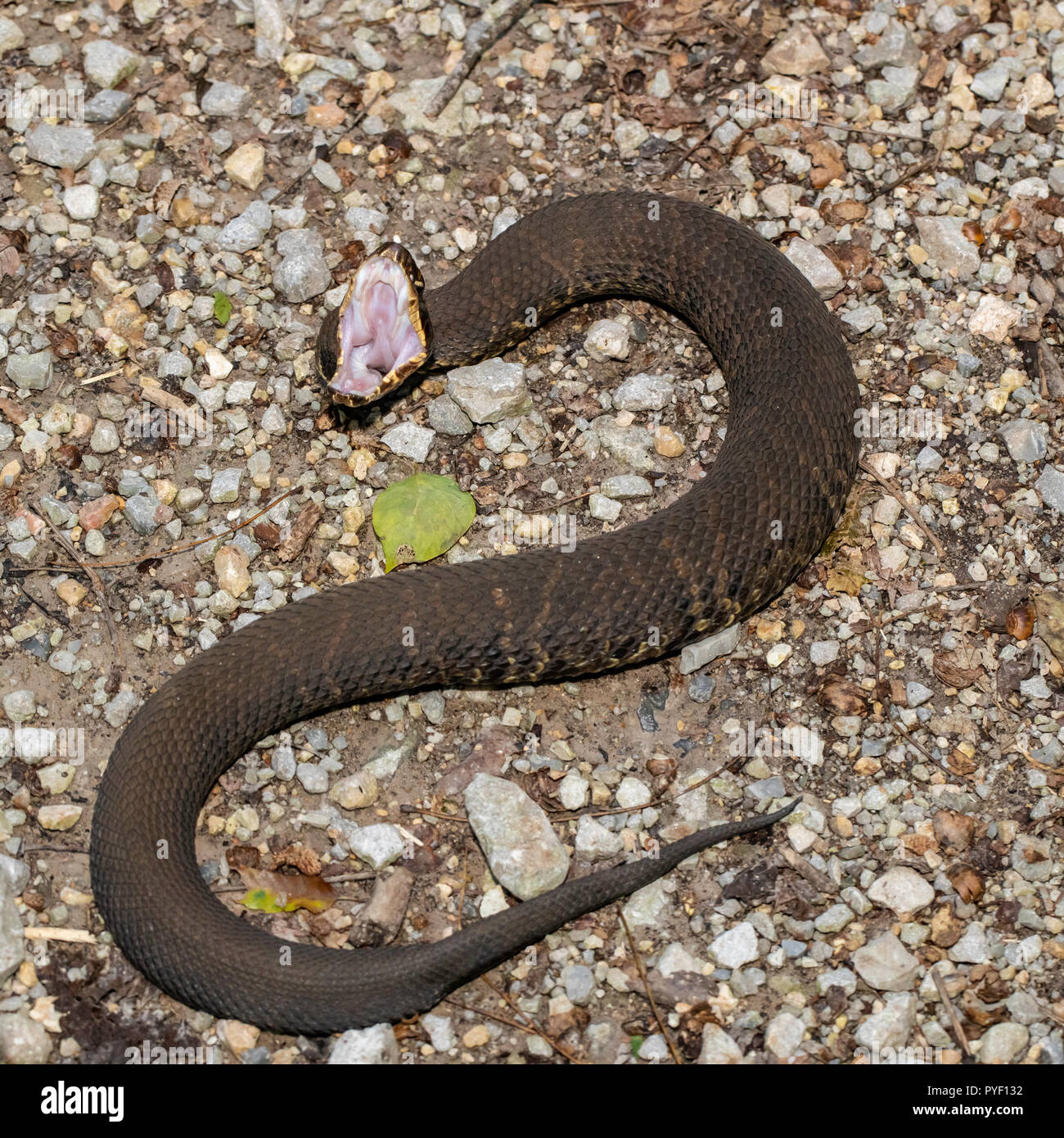 Western cottonmouth - Agkistrodon leucostoma piscivores Photo Stock - Alamy