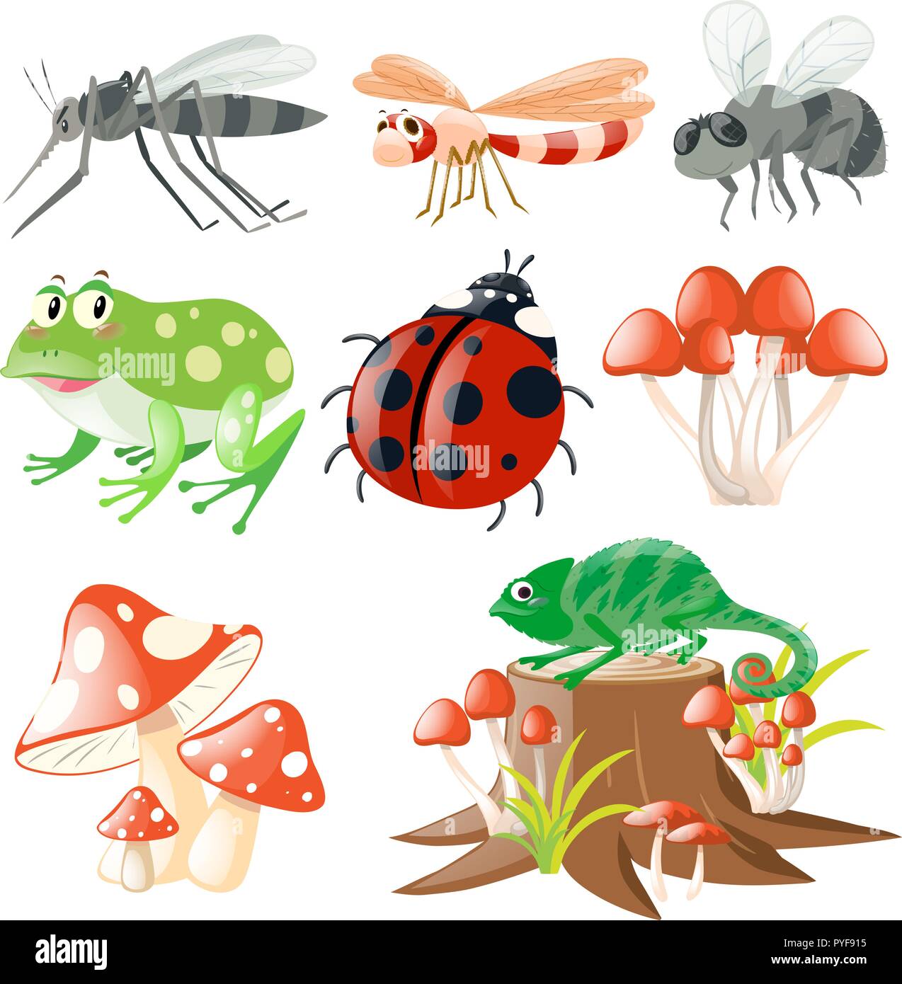 Différents types d'insectes illustration Image Vectorielle Stock - Alamy