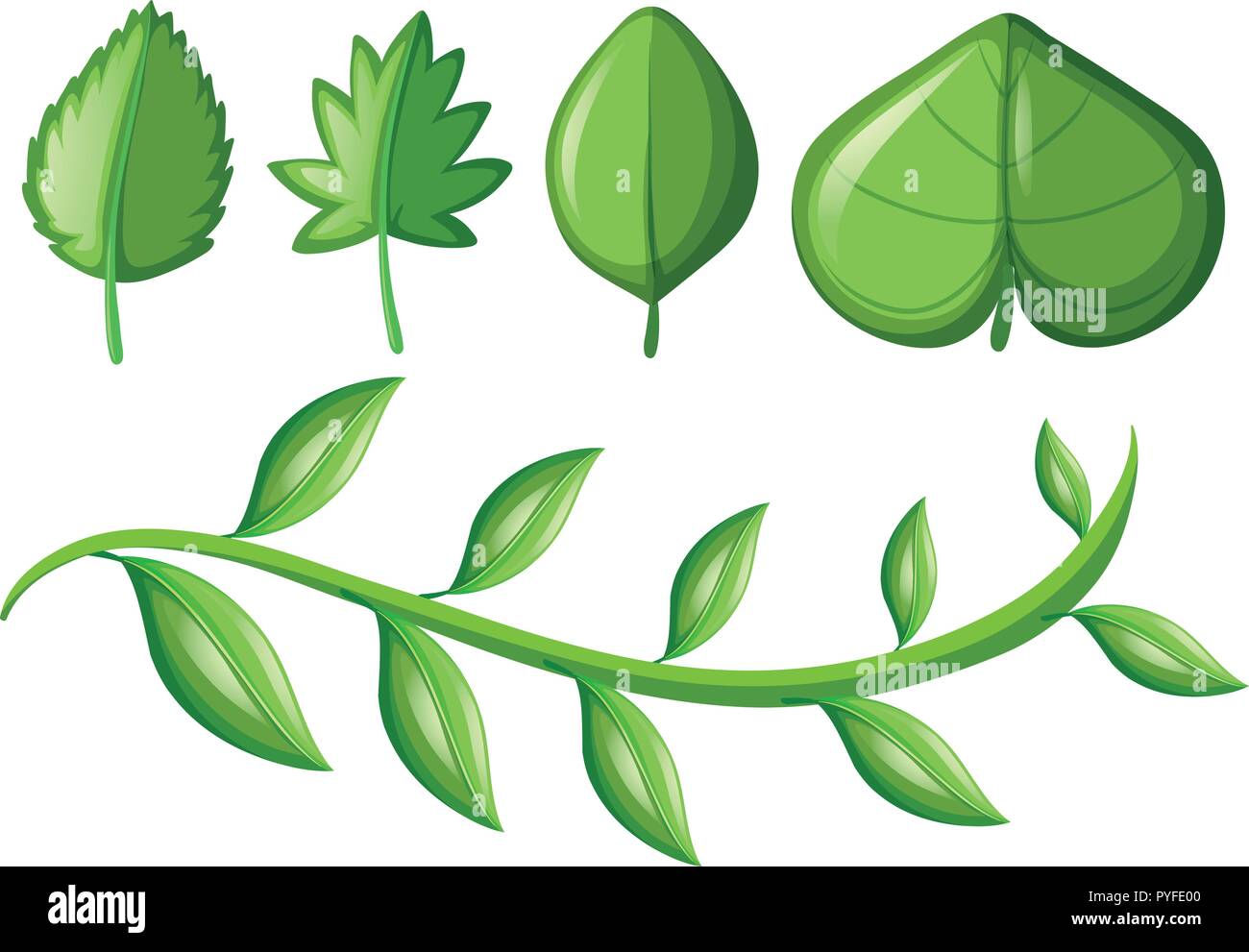 Différents types de feuilles illustration Image Vectorielle Stock - Alamy