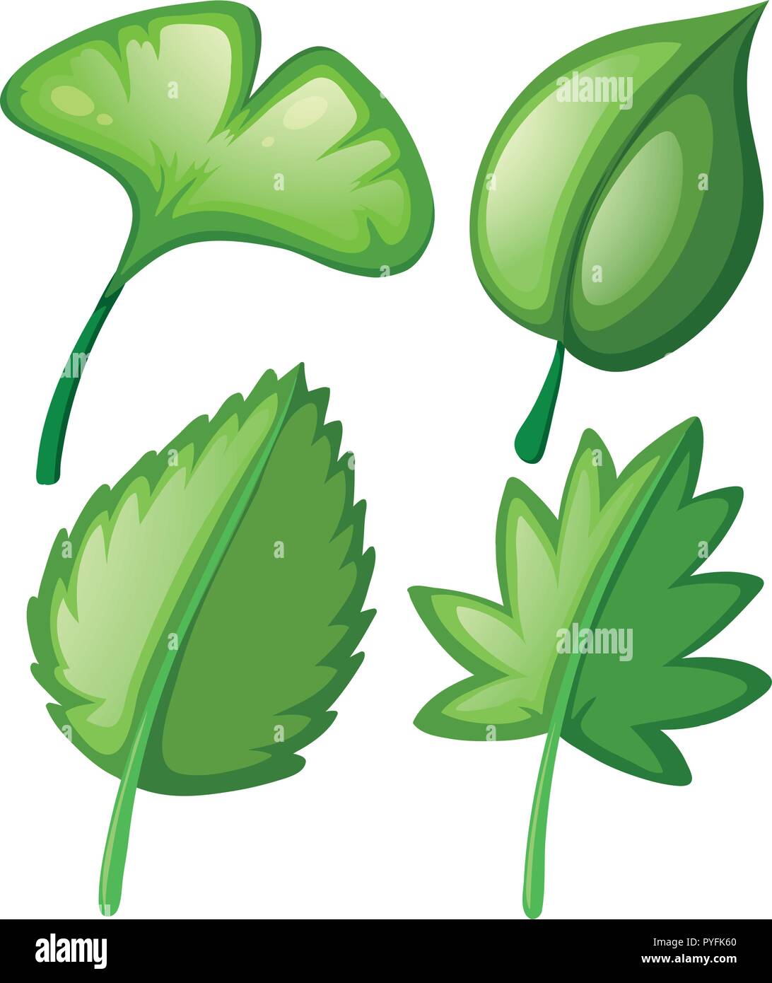 Quatre différents types de feuilles illustration Image Vectorielle ...