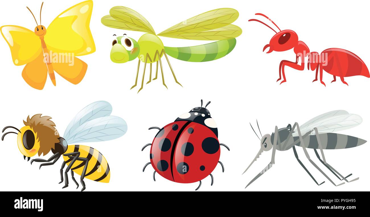 Différents types d'insectes illustration Image Vectorielle Stock - Alamy