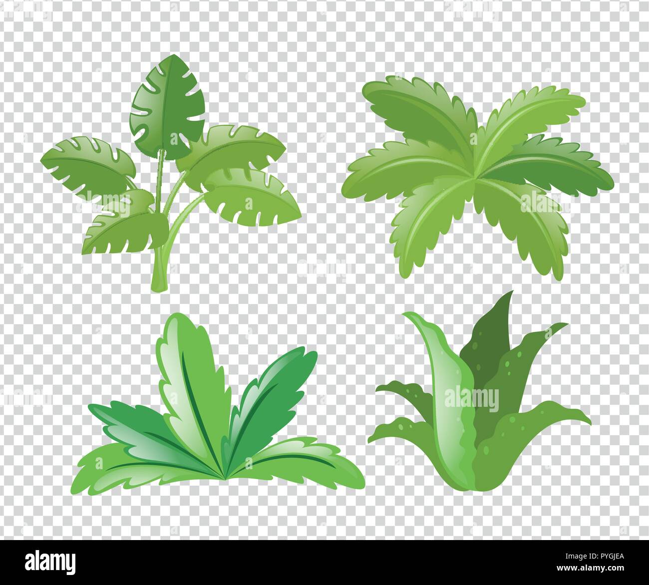 Diferentes tipos de plantas Banque d'images vectorielles - Alamy