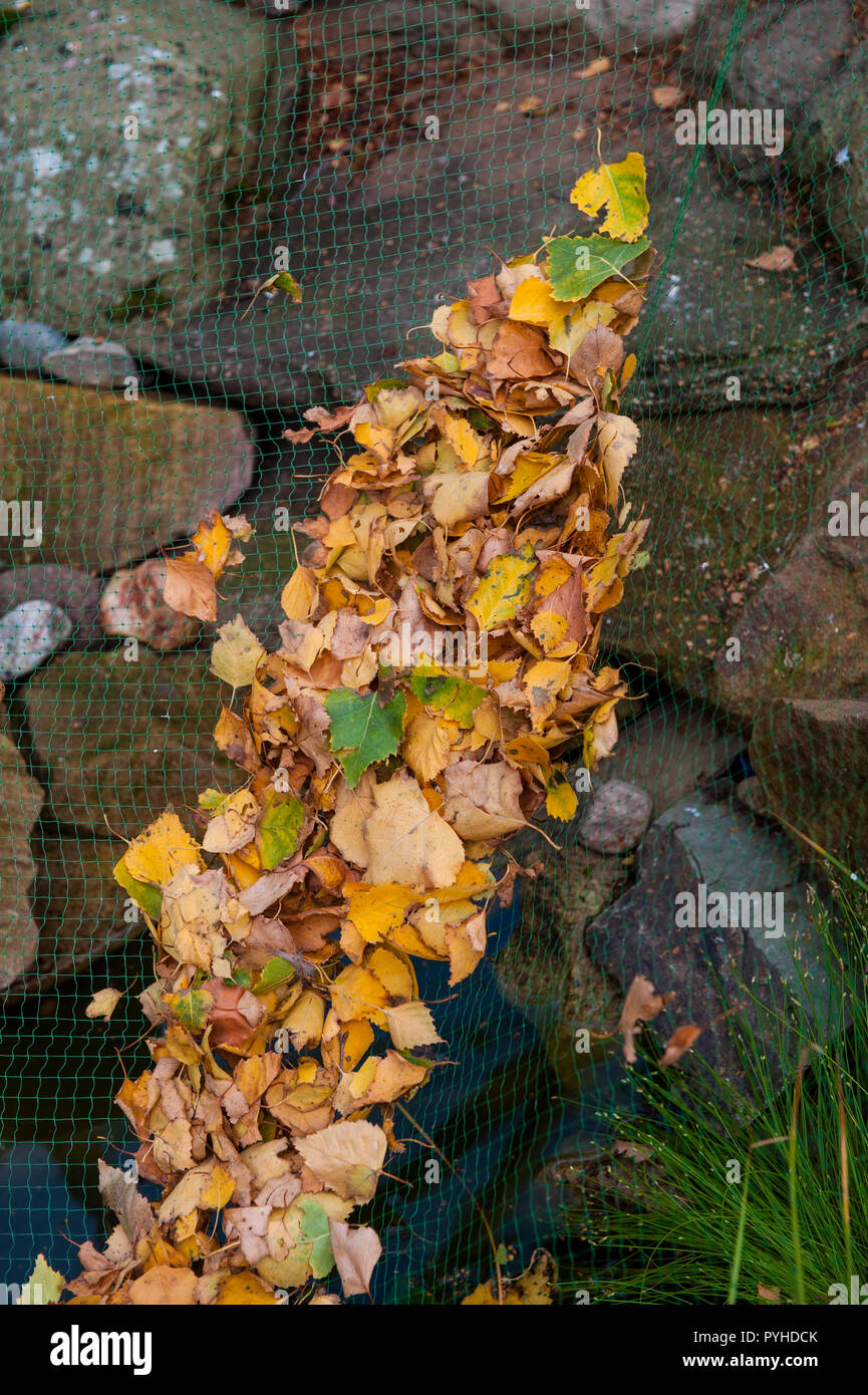 La collecte des feuilles de bouleau argent tombé dans un filet sur un ...