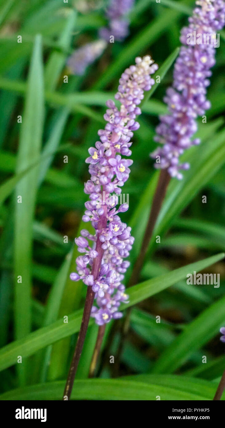 Lily bleu Liriope Muscari Gazon libre 2 Photo Stock - Alamy