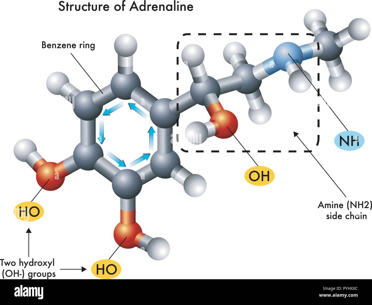Glandes endocrines et systeme nerveux Banque d'images vectorielles - Alamy