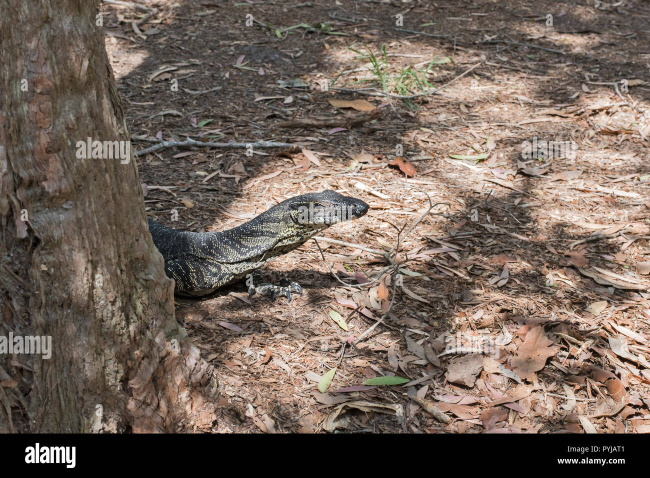 Goanna food Banque de photographies et d’images à haute résolution - Alamy