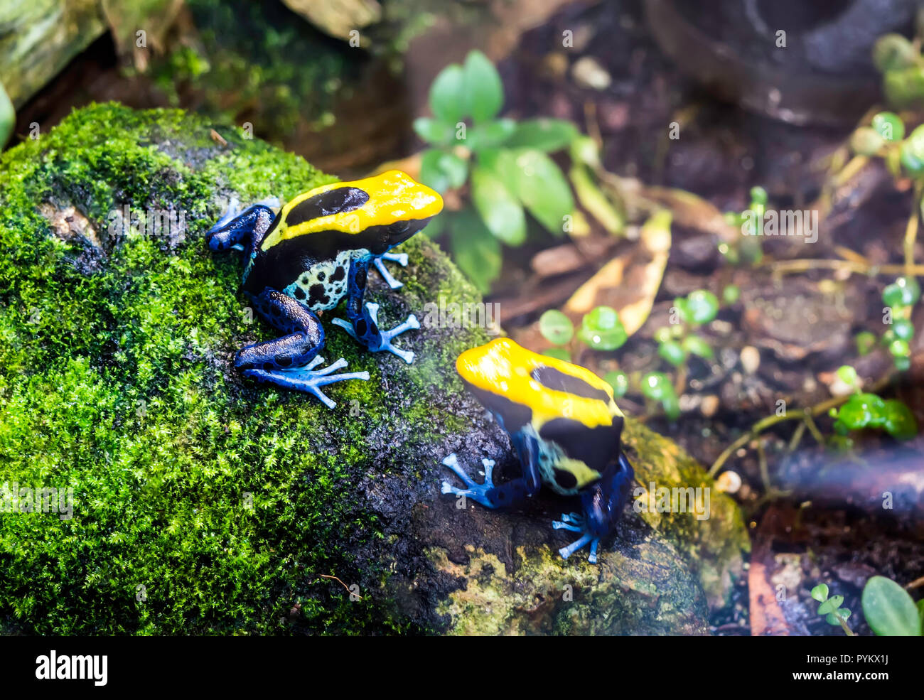 La teinture dart frog, tinc ou la teinture (Dendrobates tinctorius ...