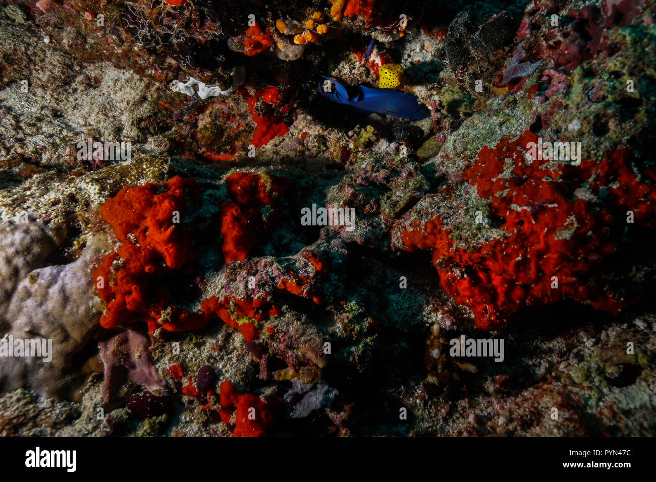 Poissons box Banque de photographies et d’images à haute résolution - Alamy