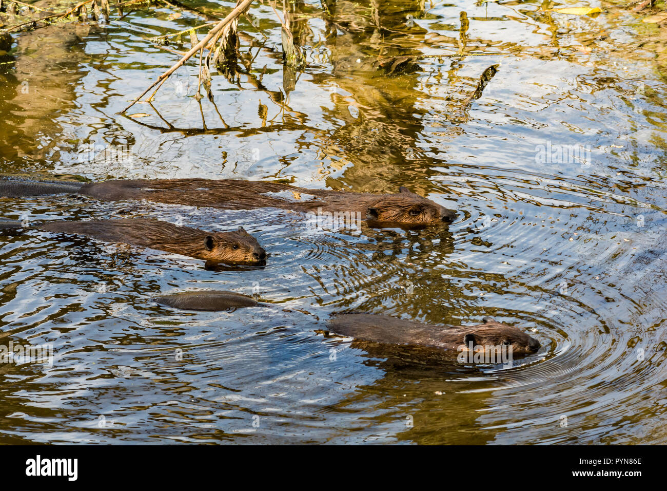 Castor baby Banque de photographies et d’images à haute résolution - Alamy