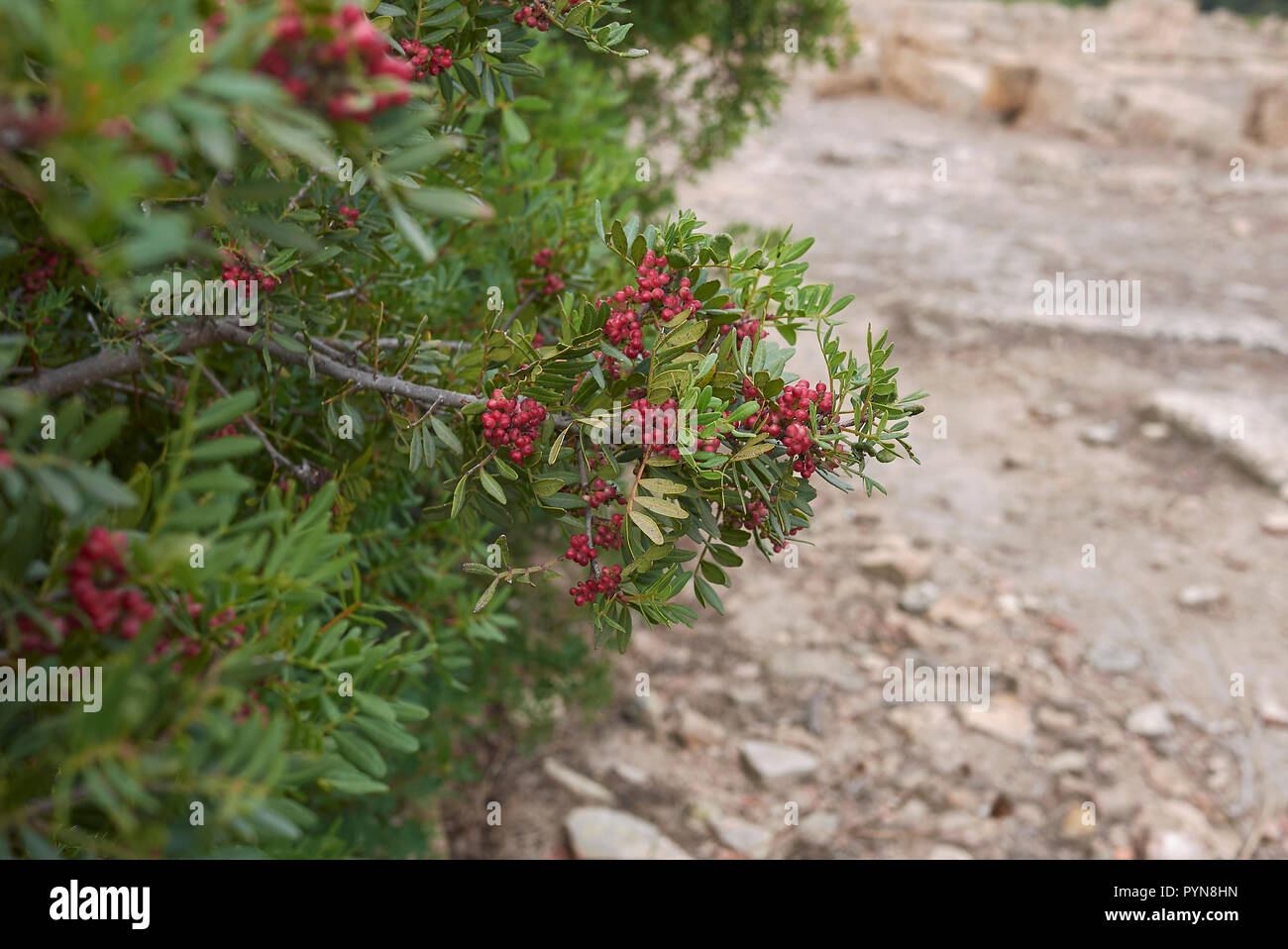Mastic tree (pistacia lentiscus) Banque de photographies et d’images à ...
