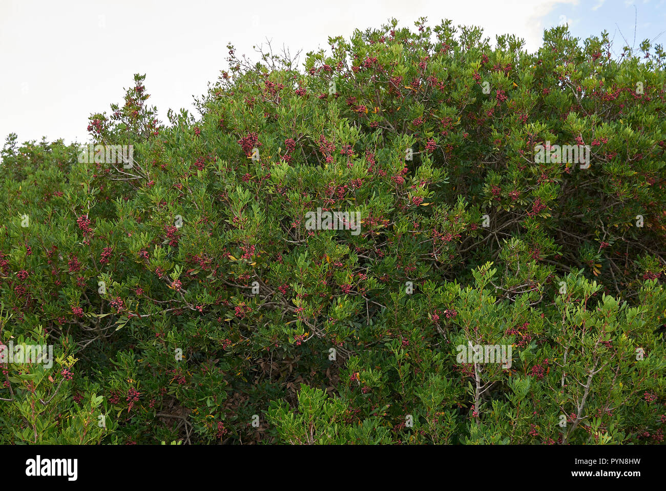 Mastic tree (pistacia lentiscus) Banque de photographies et d’images à ...