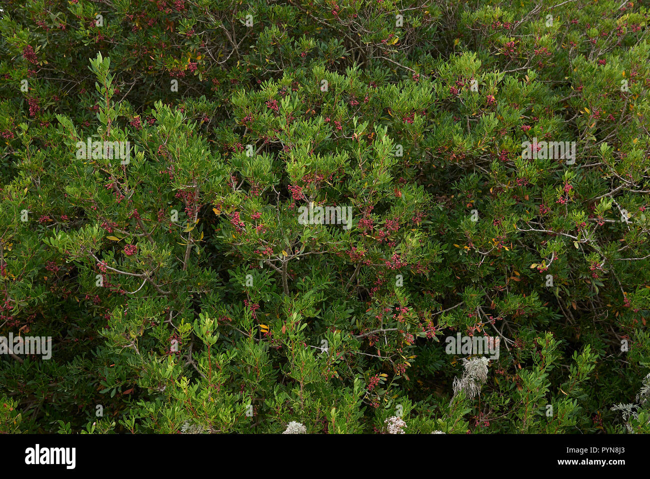 Mastic tree (pistacia lentiscus) Banque de photographies et d’images à ...
