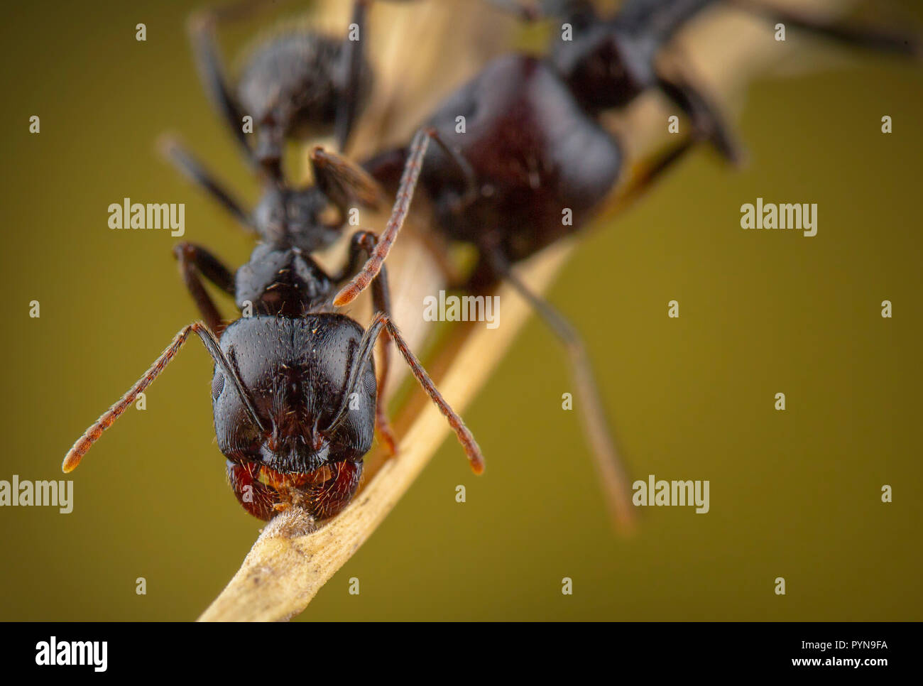 Belles fourmis Banque de photographies et d’images à haute résolution ...