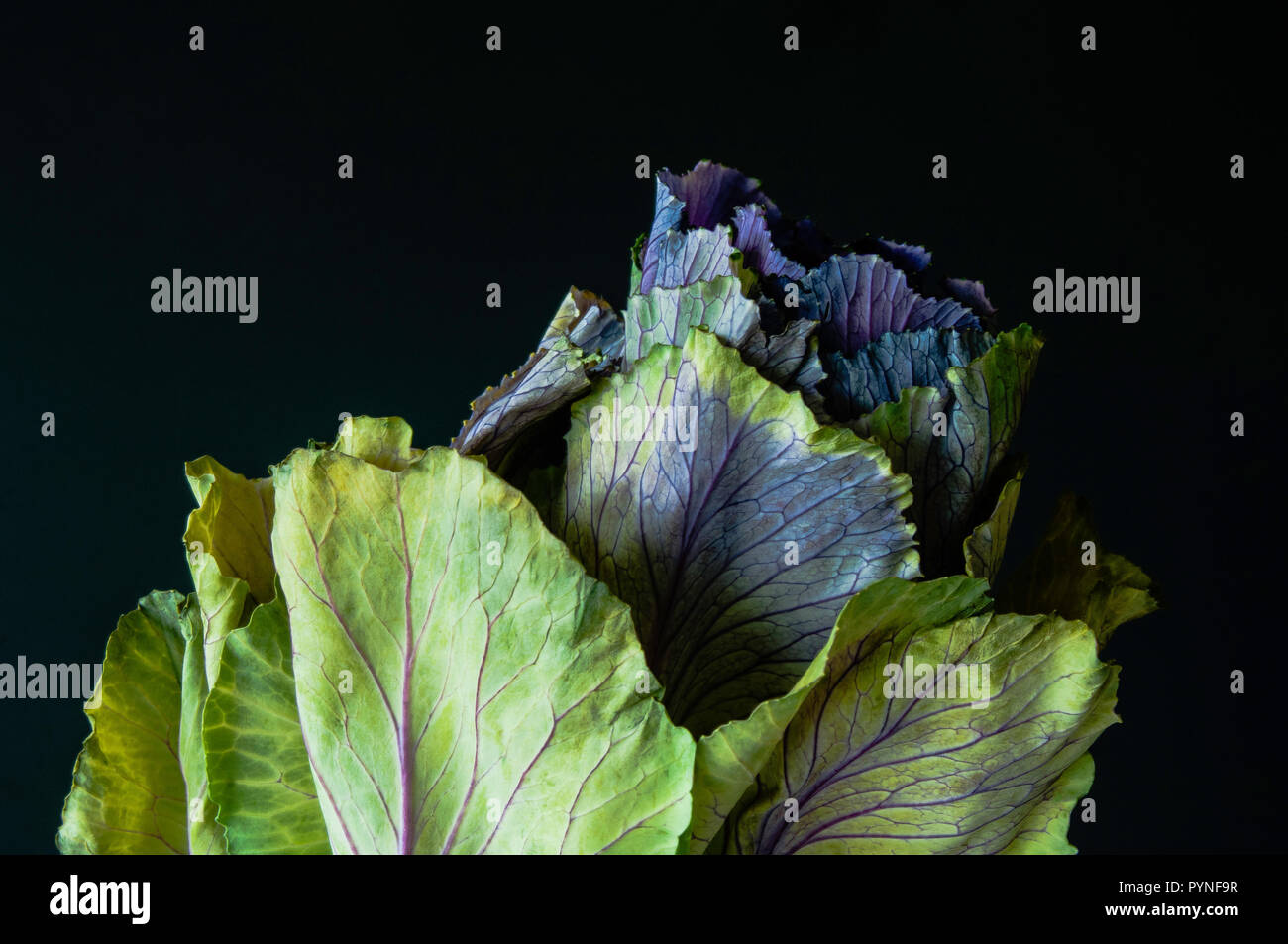 Une seule tige de chou ornemental ou plante florale ornementale en ...