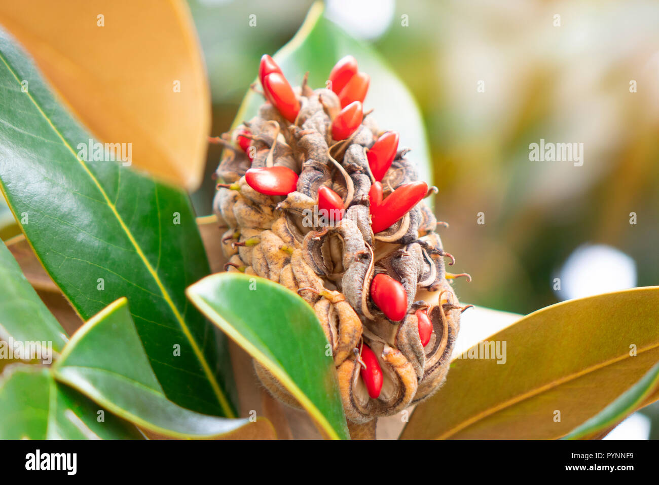 Magnolia grandiflora fruit Banque de photographies et d’images à haute ...