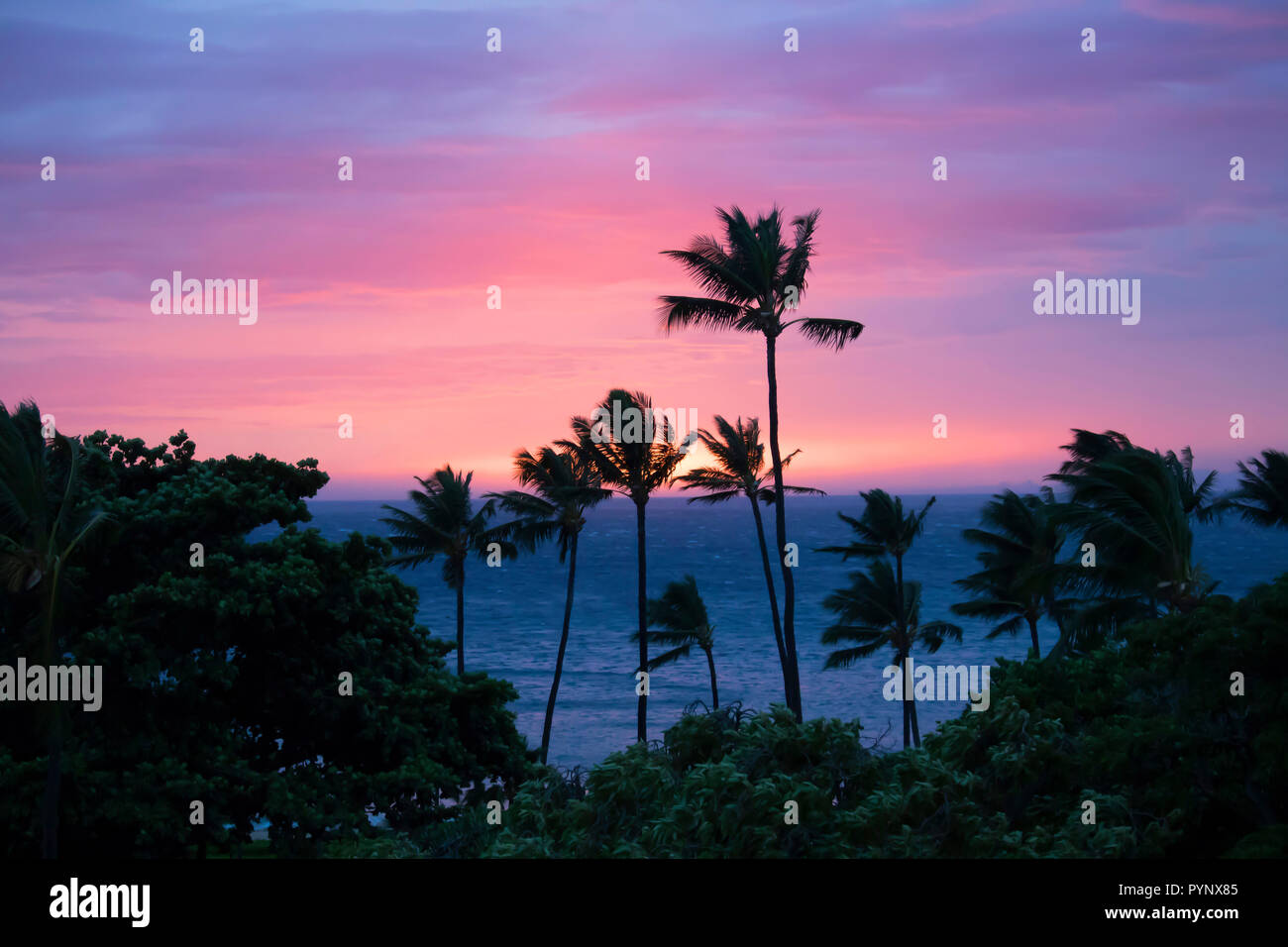 Palmiers sur ciel rose Banque de photographies et d’images à haute ...
