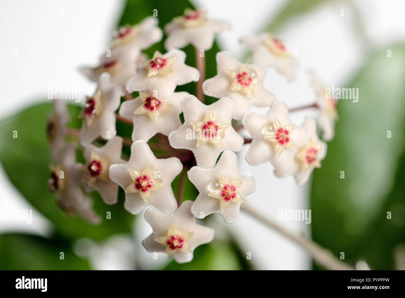 Hoya bella Banque de photographies et d’images à haute résolution - Alamy