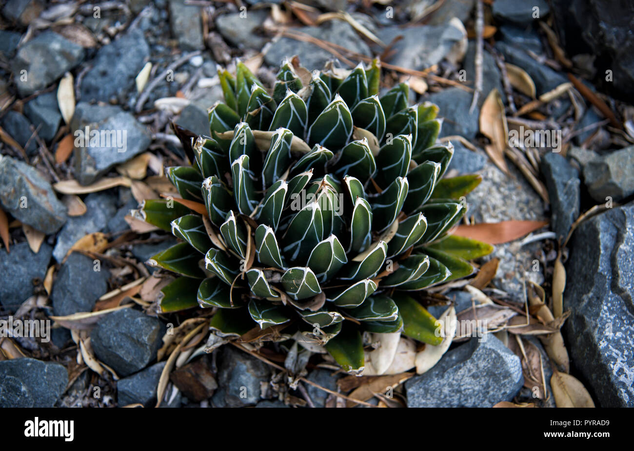 Feuilles pointues succulentes Banque de photographies et d’images à ...