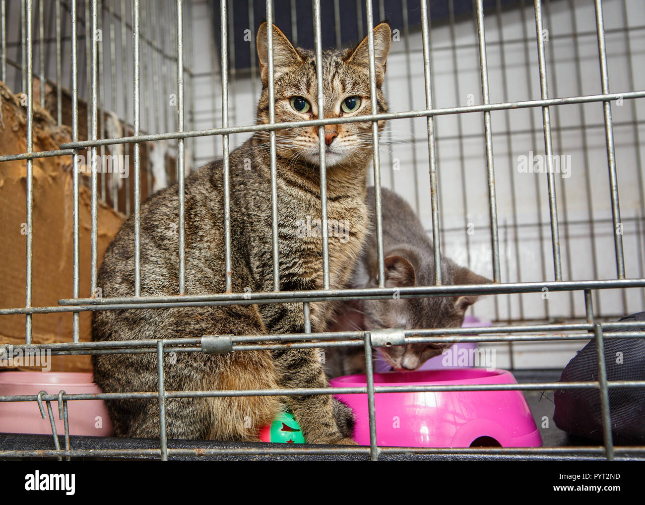 Cat shelter Banque de photographies et d’images à haute résolution - Alamy