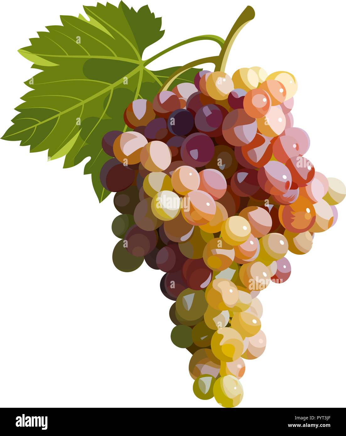 Une grappe de raisin blanc Banque d'images vectorielles - Alamy