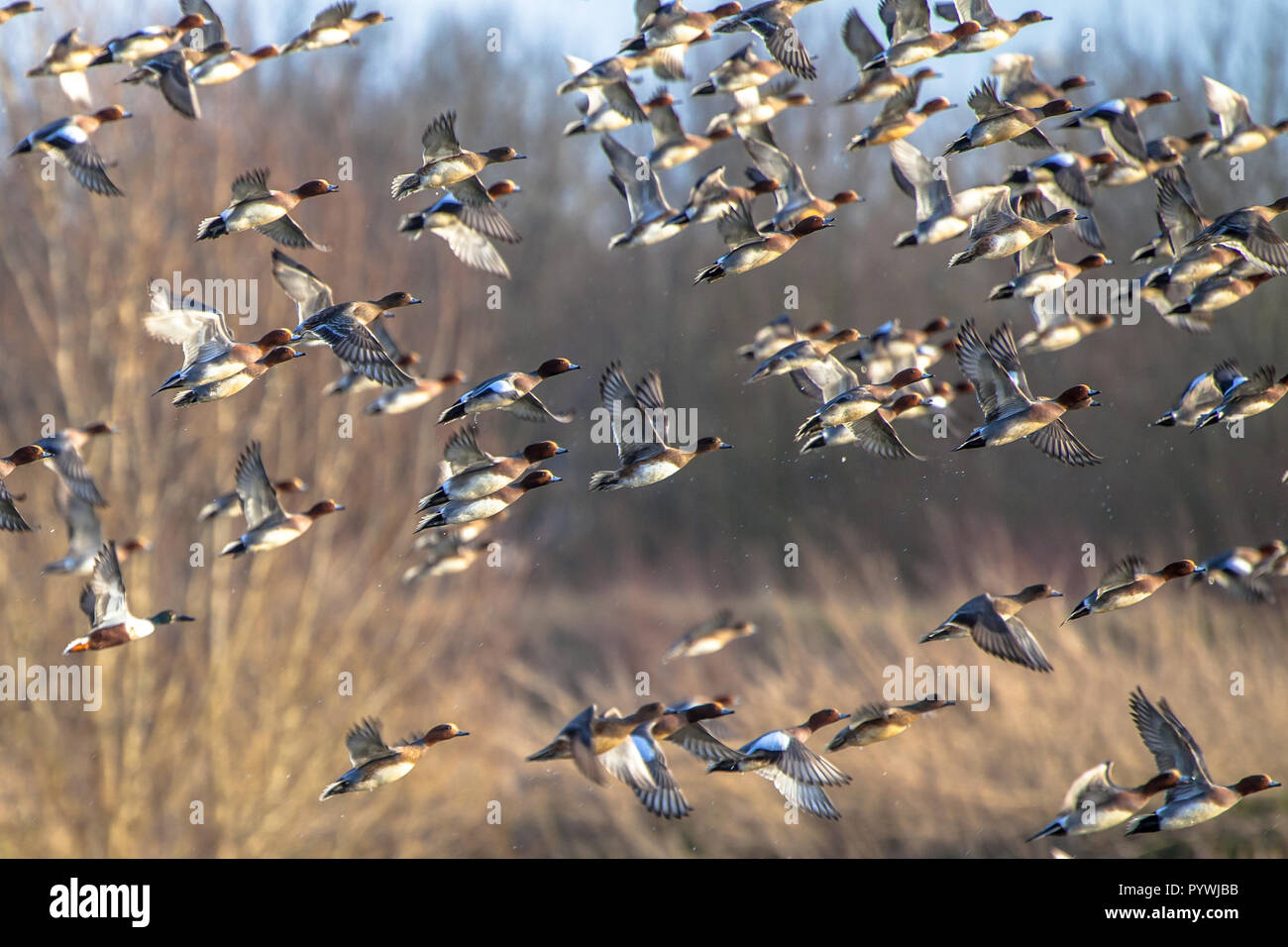 Migrating ducks Banque de photographies et d’images à haute résolution ...