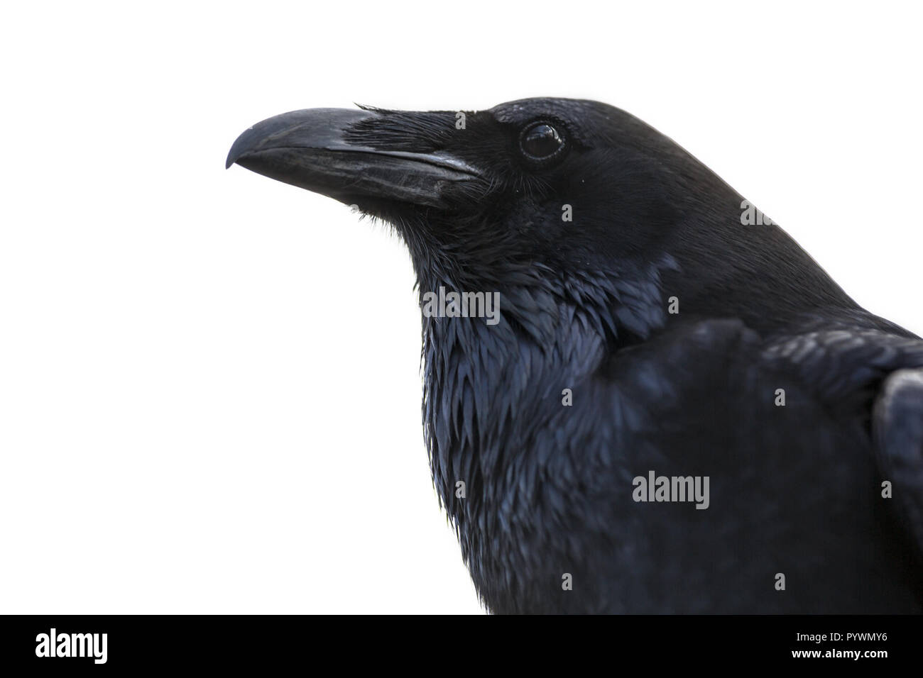 Un corbeau noir Banque de photographies et d’images à haute résolution ...