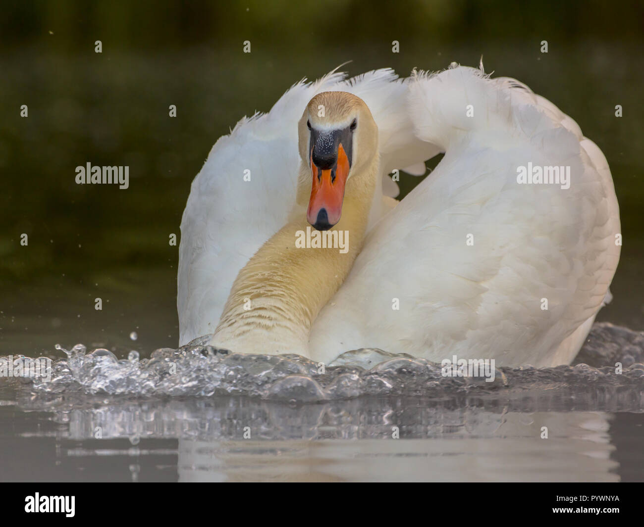Mâle cygne muet en colère Banque de photographies et d’images à haute résolution - Alamy