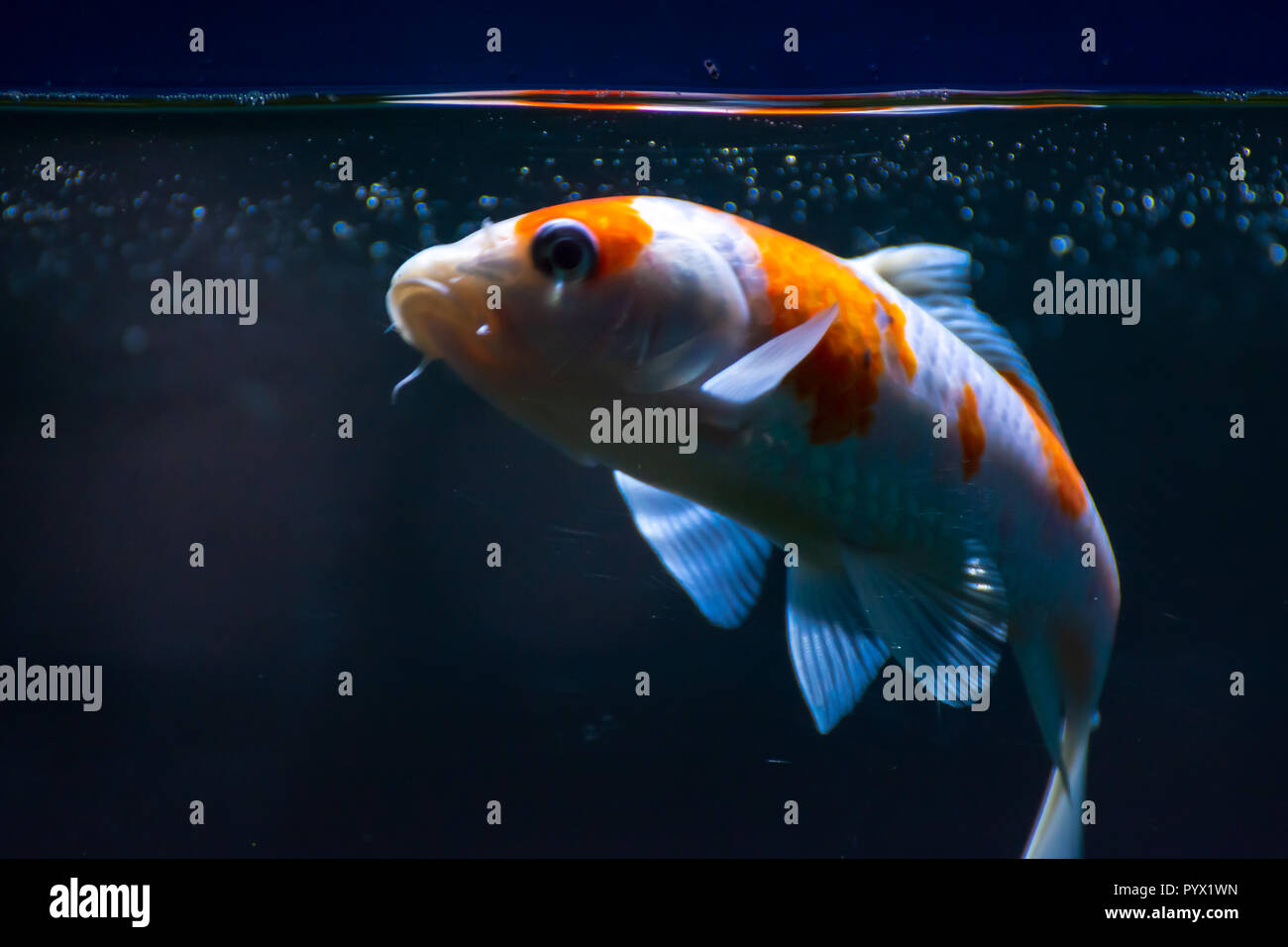 Aquarium avec poisson rouge Banque de photographies et d’images à haute ...