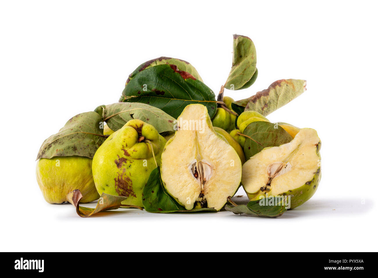 Feuille de coing Banque d'images détourées - Alamy