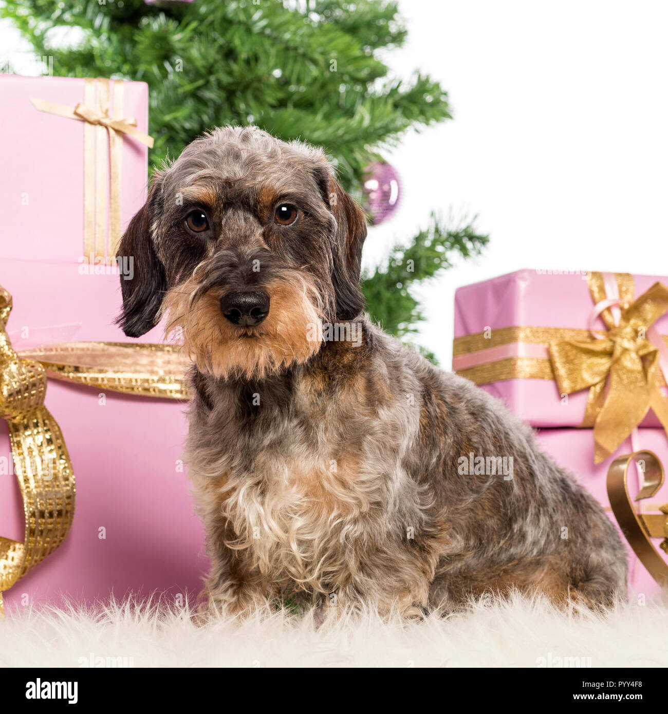 Teckel noel Banque de photographies et d’images à haute résolution - Alamy