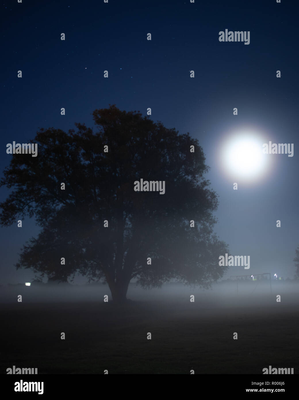 Arbre lunaire Banque de photographies et d’images à haute résolution ...