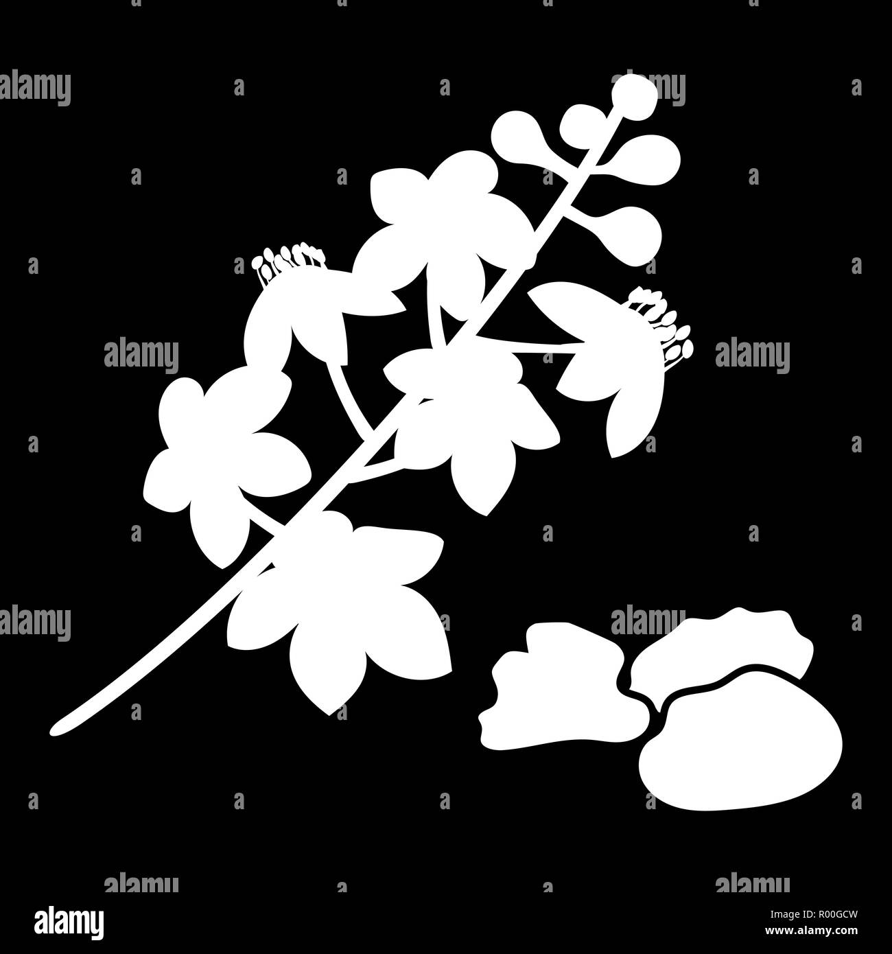 Arbre baumier arabe Banque d'images vectorielles - Alamy