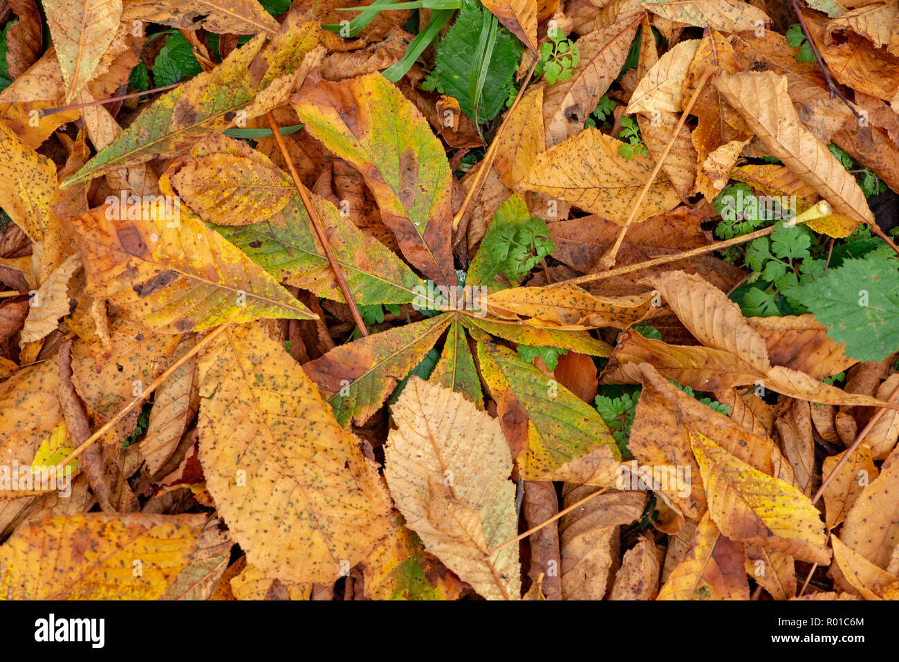 Feuille de marronnier d'automne Banque de photographies et d’images à ...