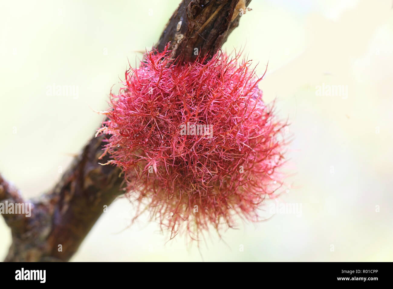 Gall, connue pour être la rose bedeguar galle, Robin's pincushion, ou ...