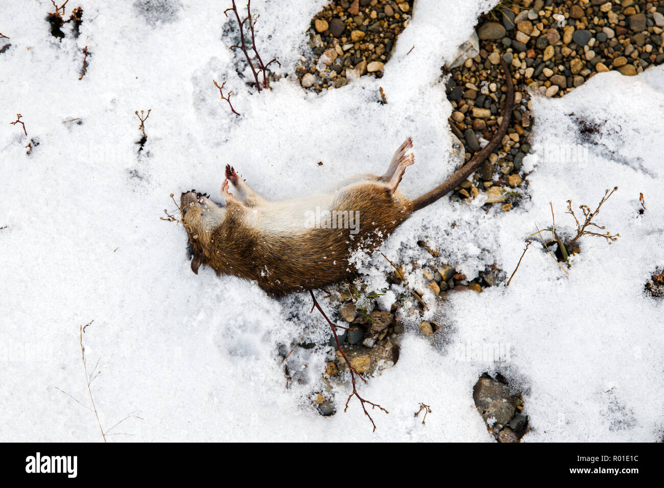 Neige maladie animale Banque de photographies et d’images à haute ...