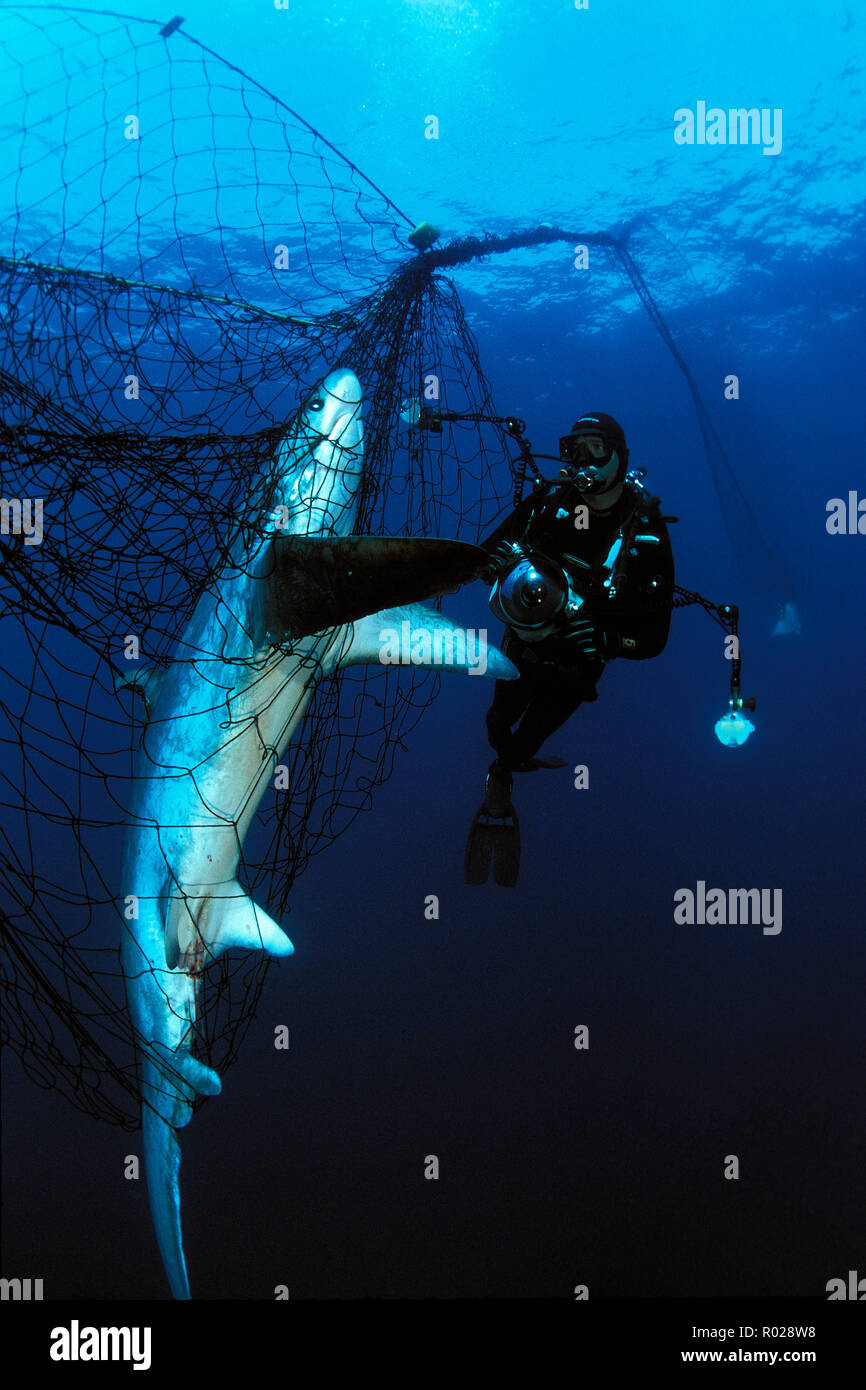 Thresher shark Banque de photographies et d’images à haute résolution ...