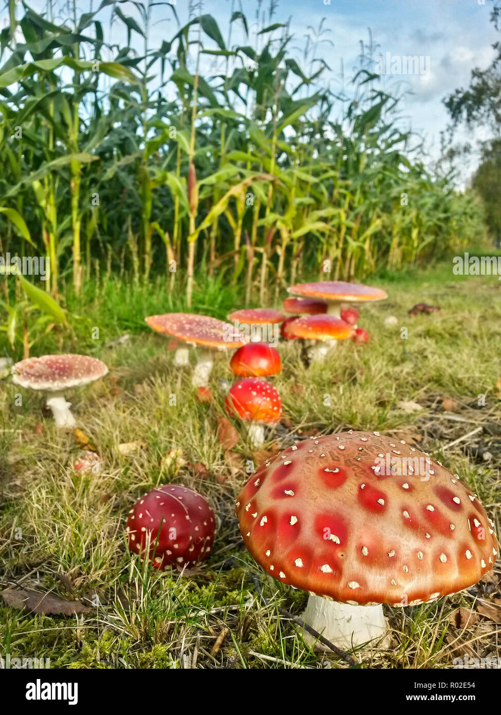 Champignon schtroumpf Banque de photographies et d’images à haute ...