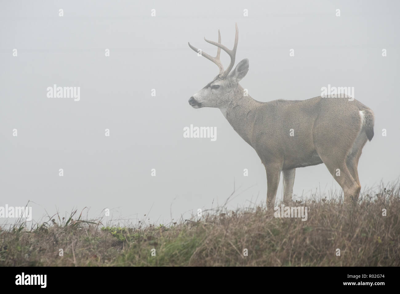 Le cerf à queue noire (Odocoileus hemionus columbianus) est une sous ...