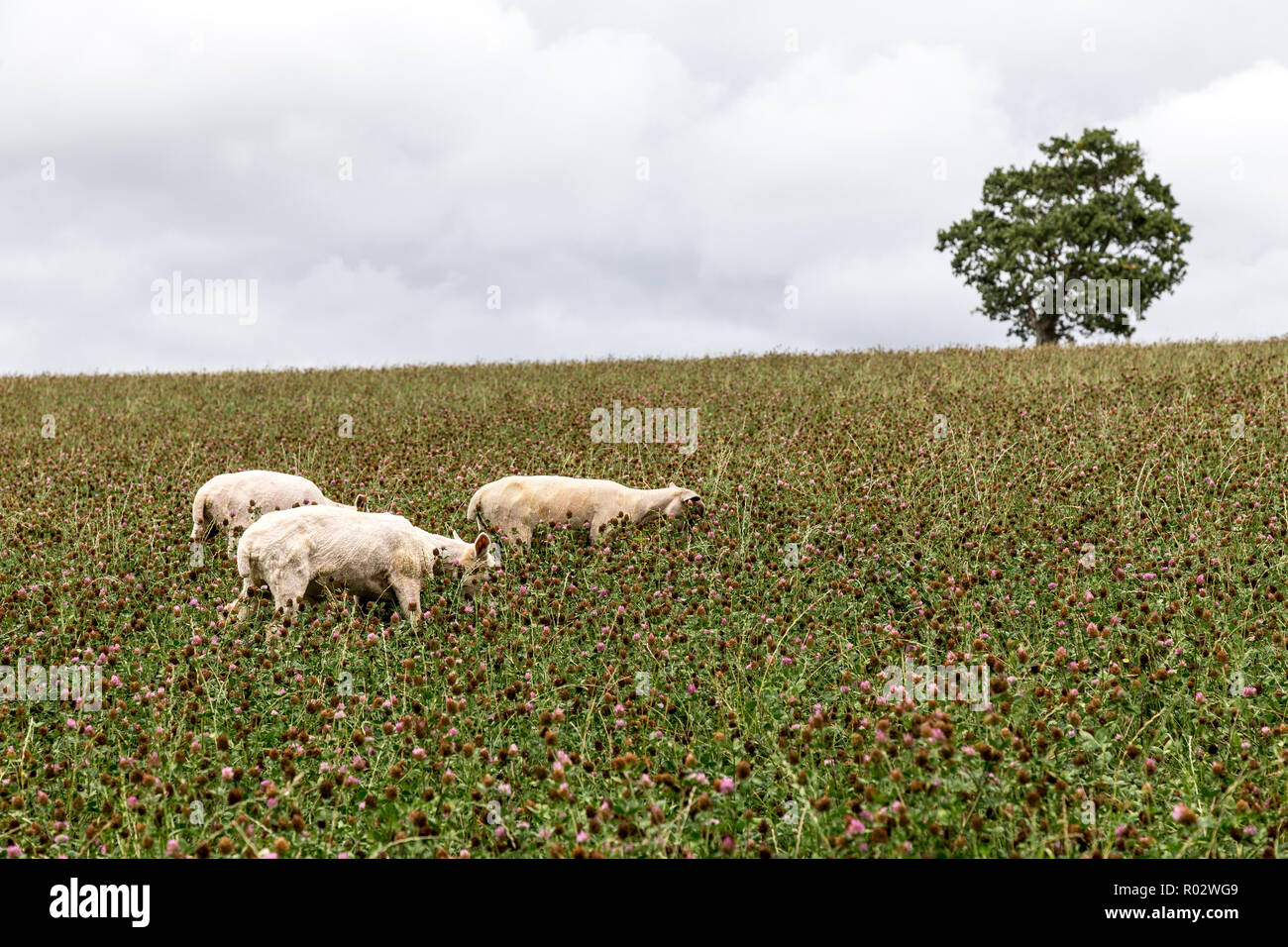 La famille des ruminants bovidés Banque de photographies et d’images à ...