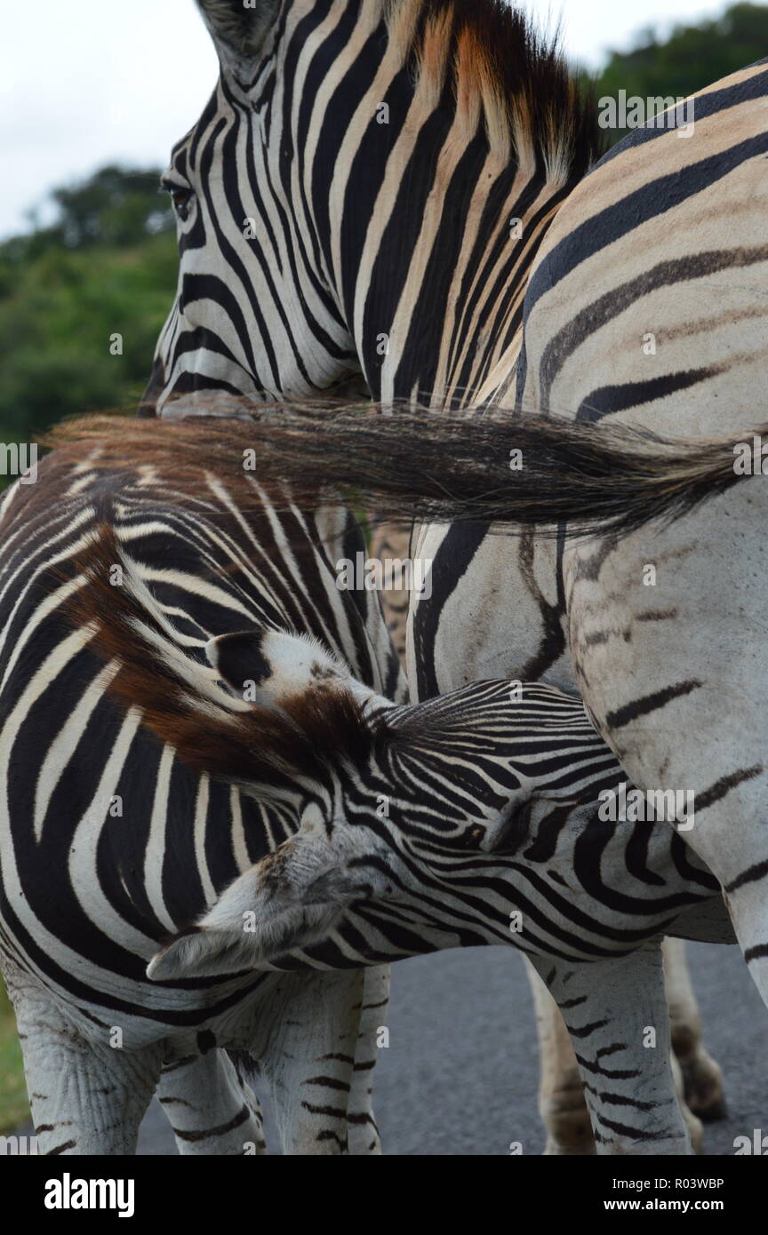 Baby zebra Banque de photographies et d’images à haute résolution - Alamy