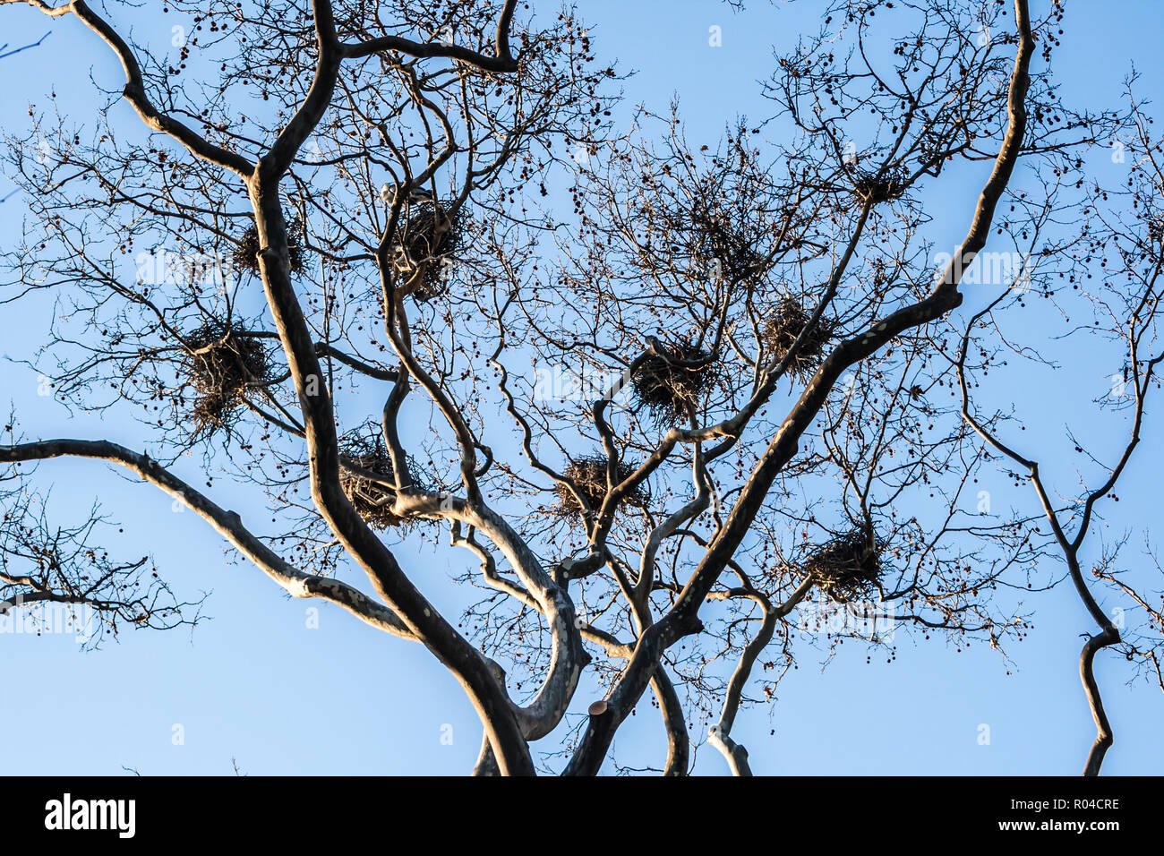 Plusieurs nids d'oiseaux dans les arbres Banque de photographies et d ...