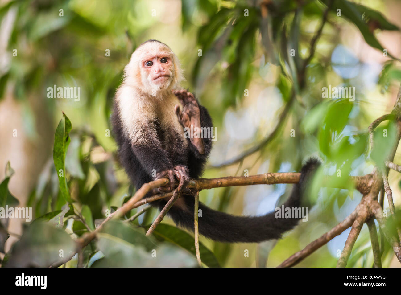 Capucin à face blanche (Cebus capucinus) par Manuel Antonio Beach, parc ...