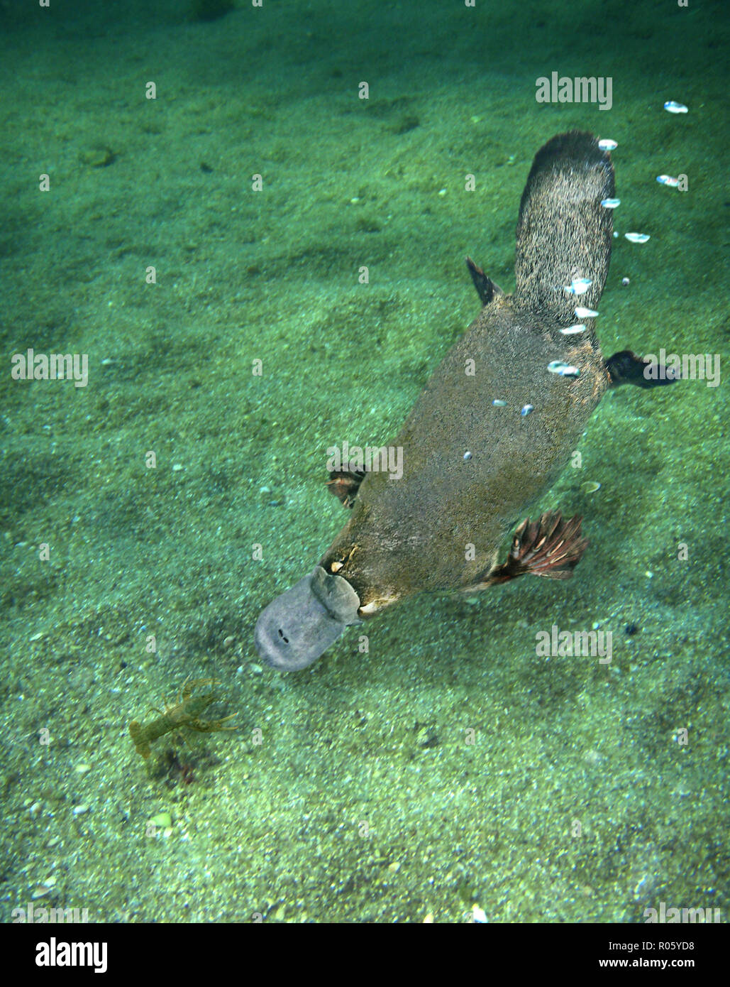 Ornithorhynchus Anatinus Ornithorynque Banque d'image et photos - Alamy