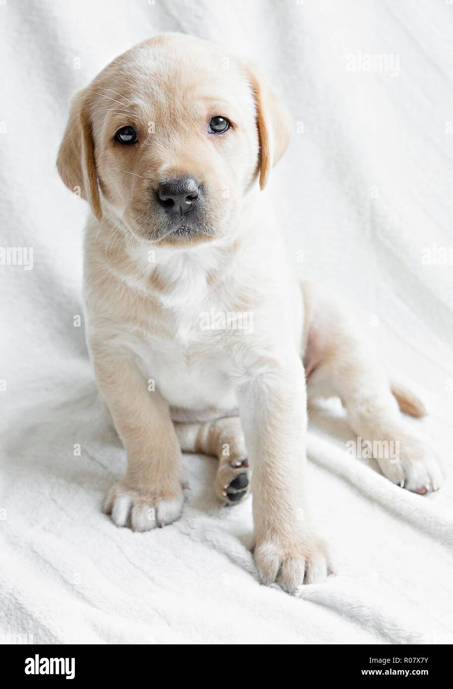 Chien blond labrador retriever Banque de photographies et d’images à ...