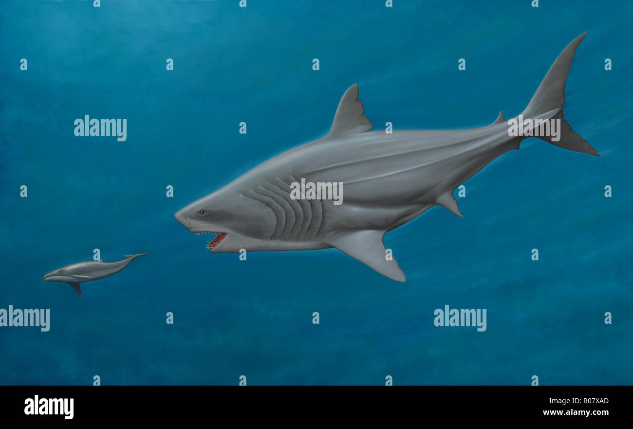 Giant megalodon shark Banque de photographies et d’images à haute ...