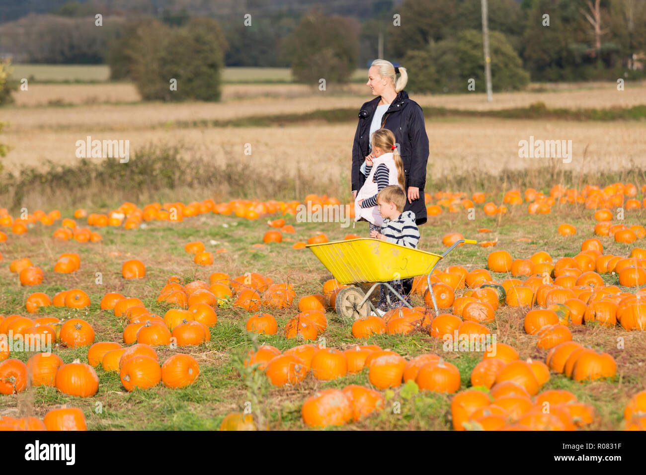 Choisissez votre propre citrouille Banque de photographies et d’images ...