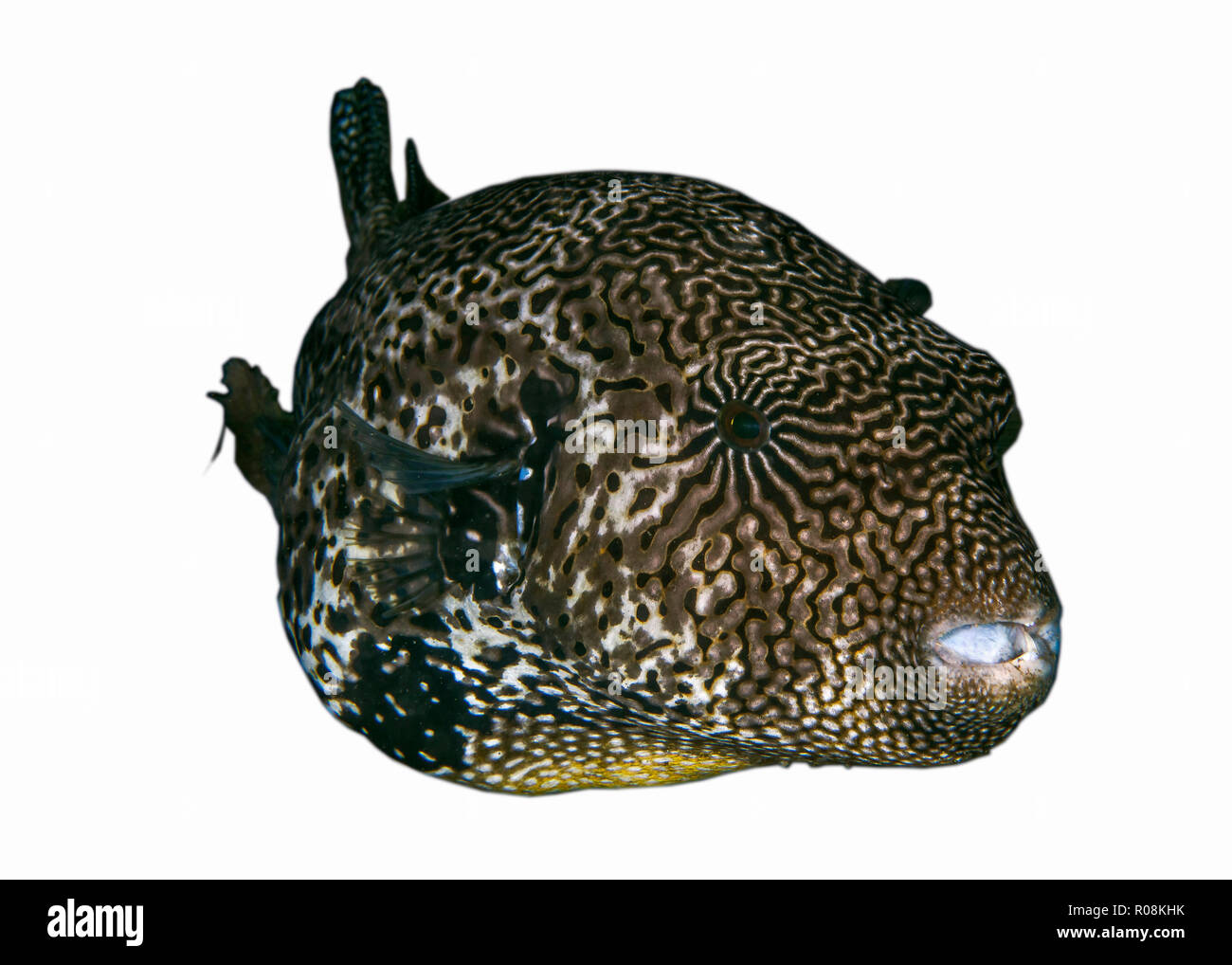 Mappa pufferfish Banque de photographies et d’images à haute résolution ...
