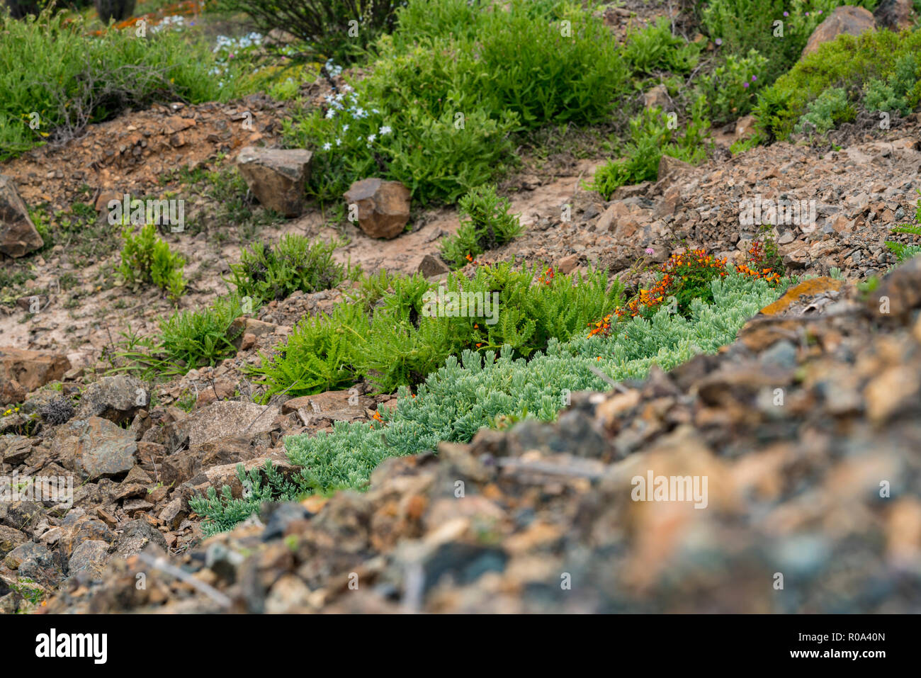 Rocky soil Banque de photographies et d’images à haute résolution - Alamy