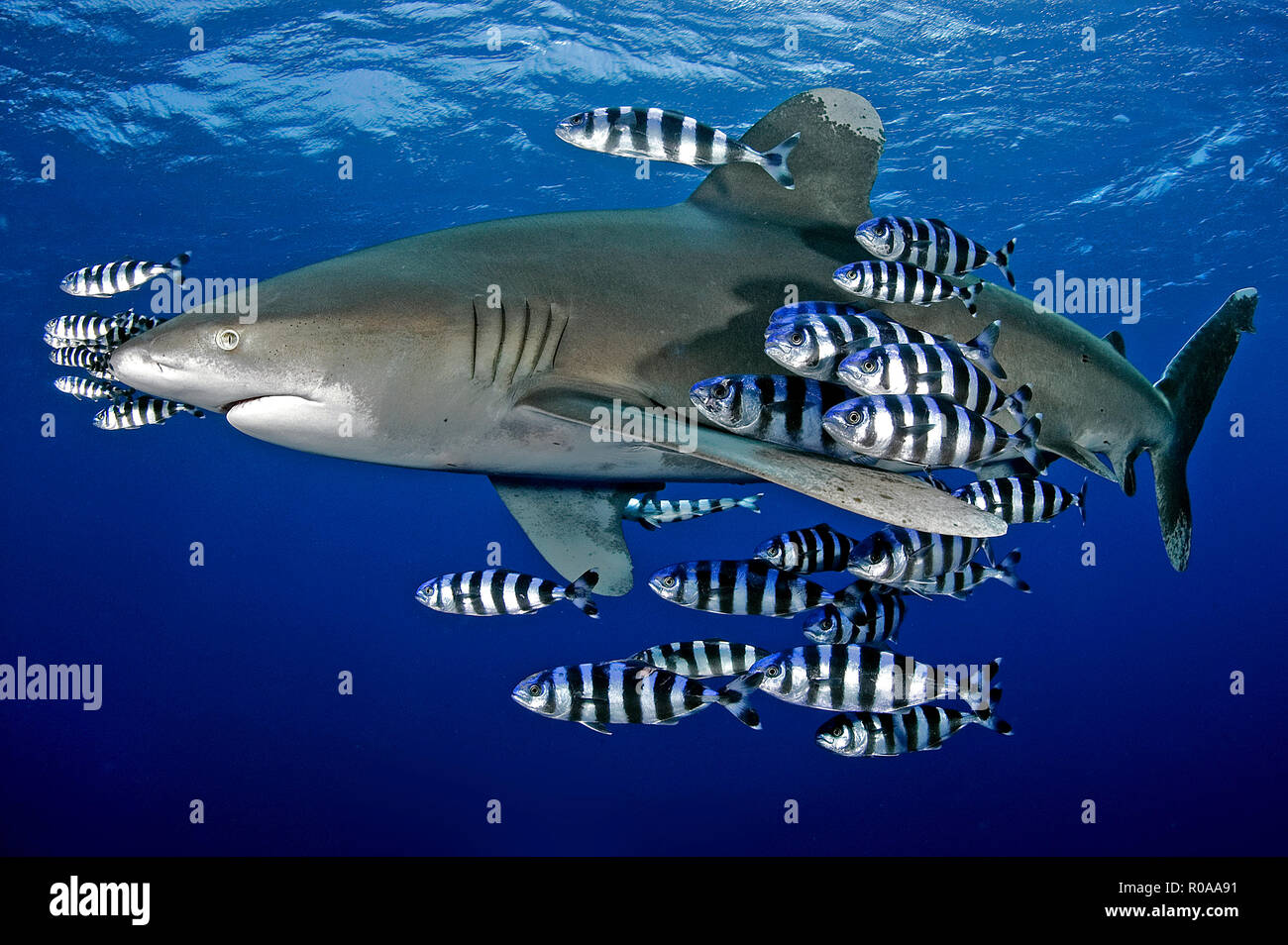 Requins Pointe Blanche Banque d'image et photos - Alamy